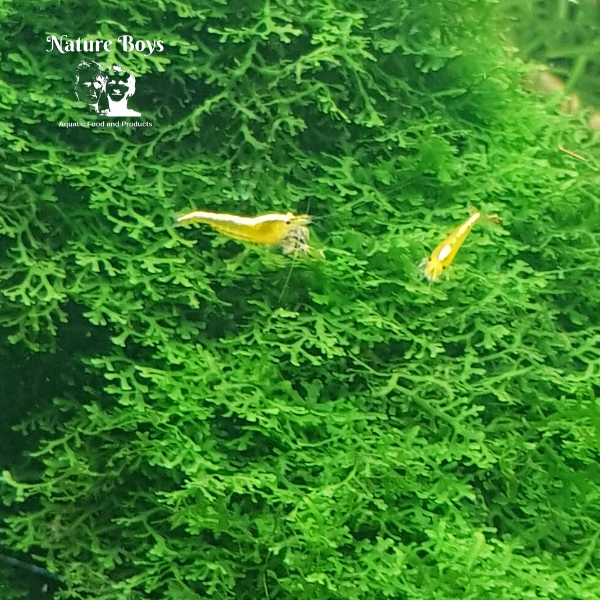 Coral Moss (Riccardia chamedryfolia or Mini Pellia) - NatHab