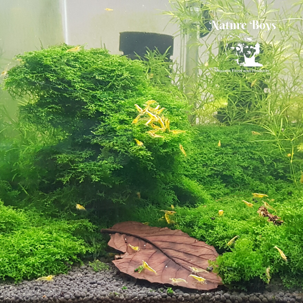 Coral Moss (Riccardia chamedryfolia or Mini Pellia) - NatHab